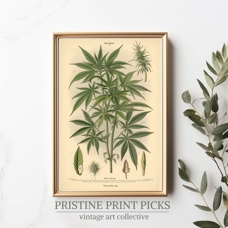 Marijuana Botanical Print - Etsy
