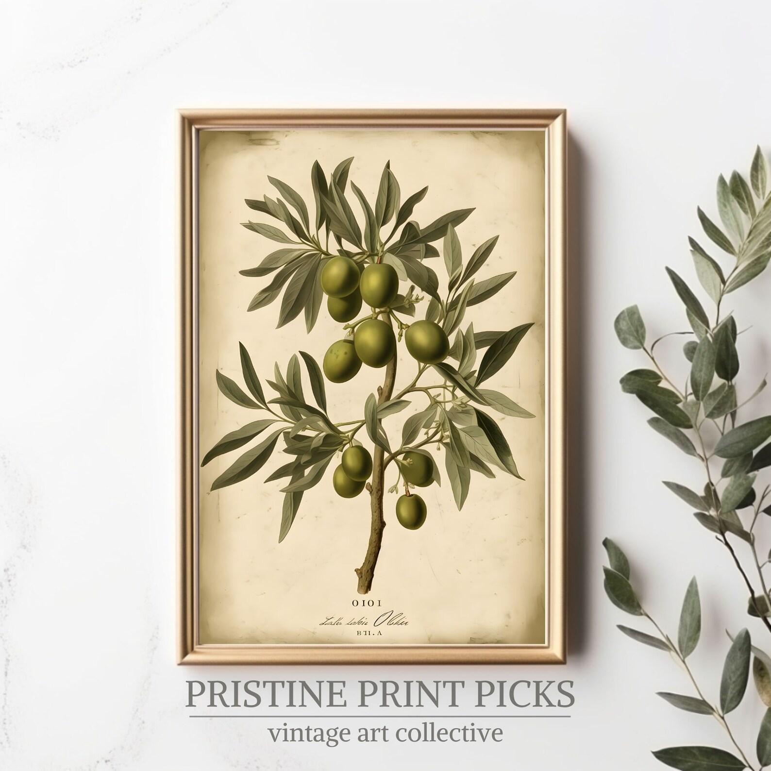 Vintage Olive Tree Print | Rustic Farmhouse Kitchen Decor Painting ...