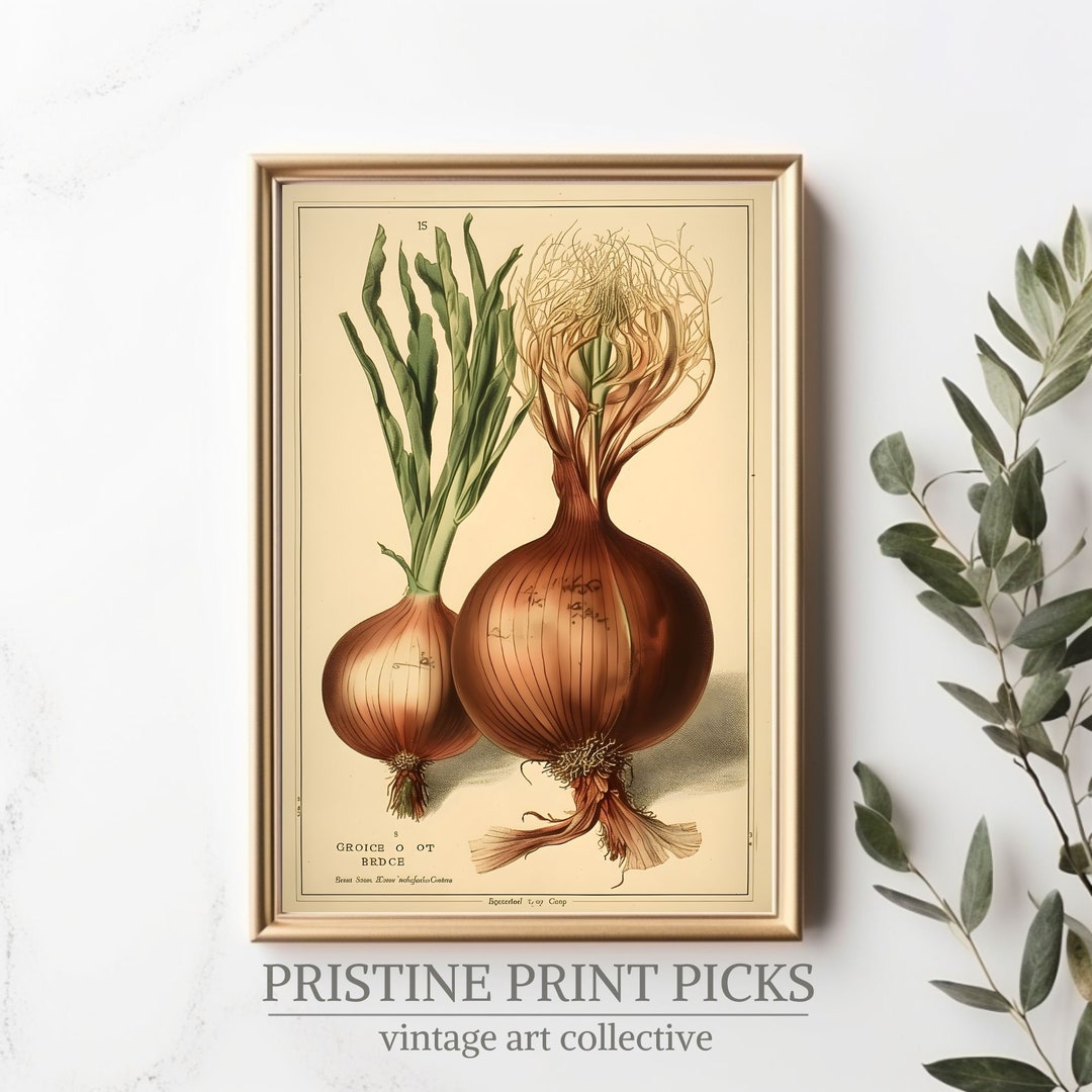 Timeless Onion Print: Vintage-inspired Vegetable Wall Decor for Rustic ...