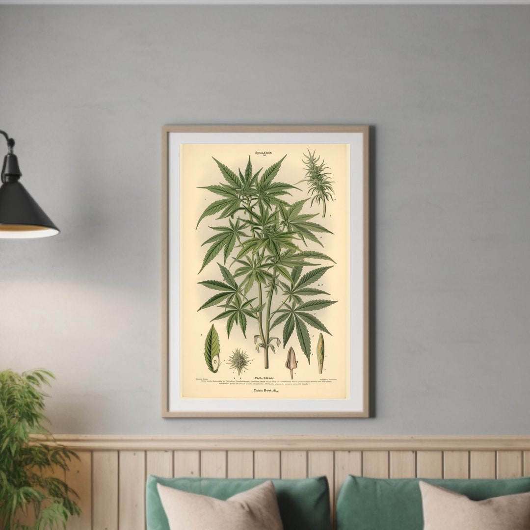 Retro Cannabis Botanical Print Instant Download Vintage - Etsy