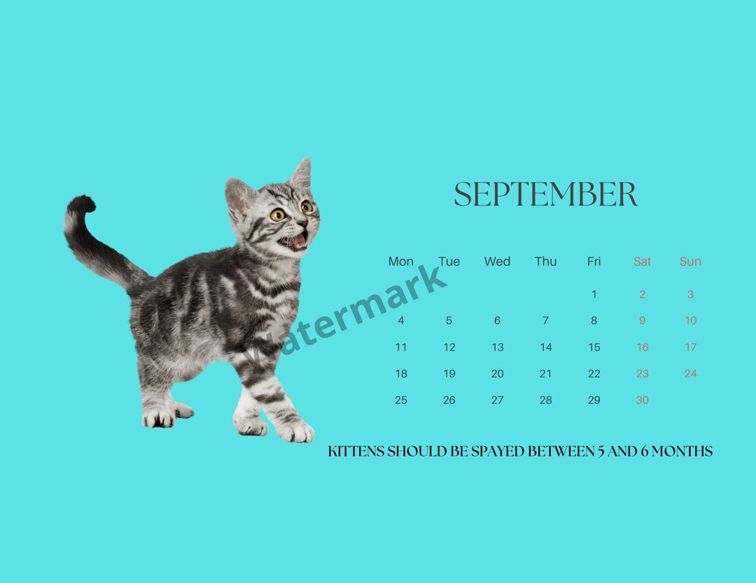 September Thru December Printable 2023 Kitty Calendar - Etsy