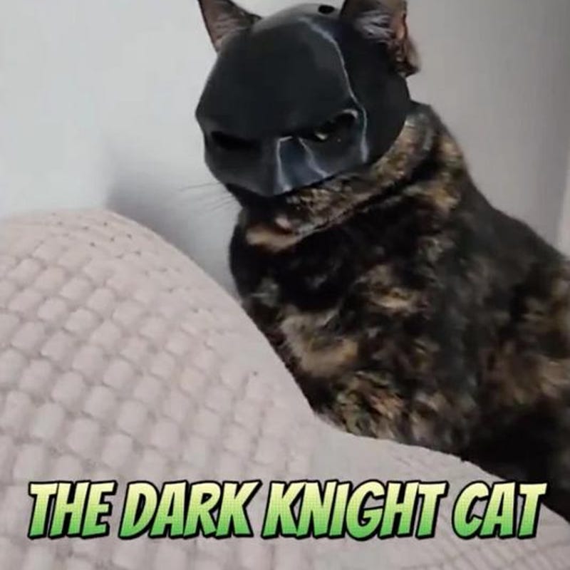 Bat Mask for Cat - Etsy Canada