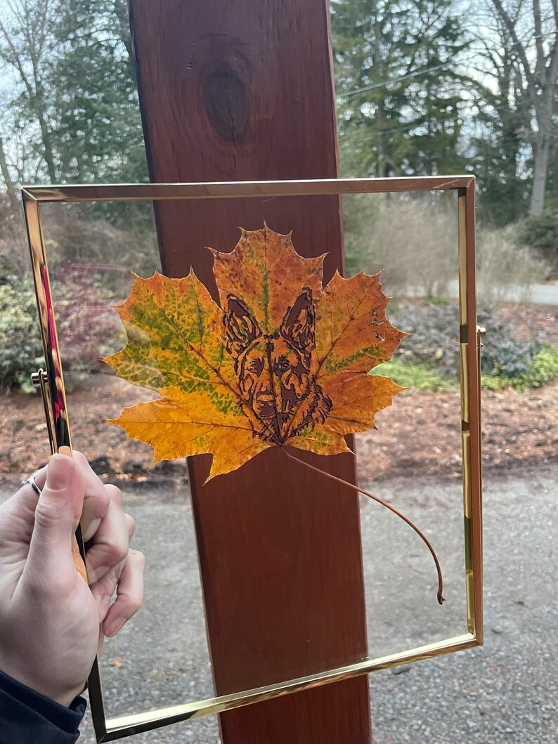German Shepherd Maple Leaf - Etsy