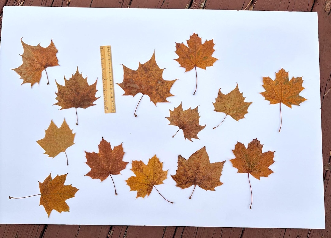 13 Dried and Pressed Real Fall Sycamore and Maple Leaves Western PA ...