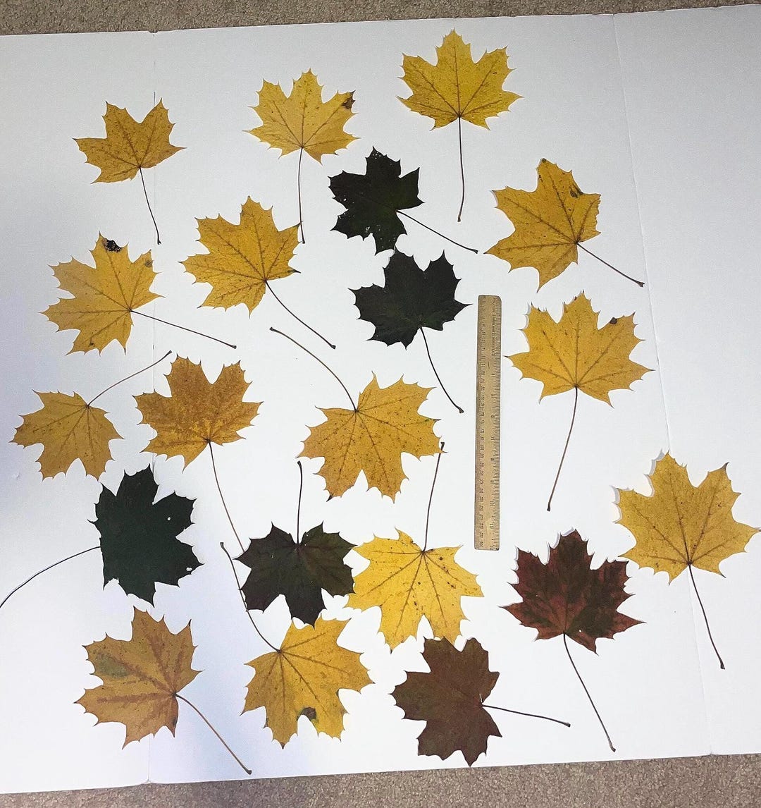 20 Medium Sized Real Pressed Maple Leaves Natural Halloween Decor - Etsy