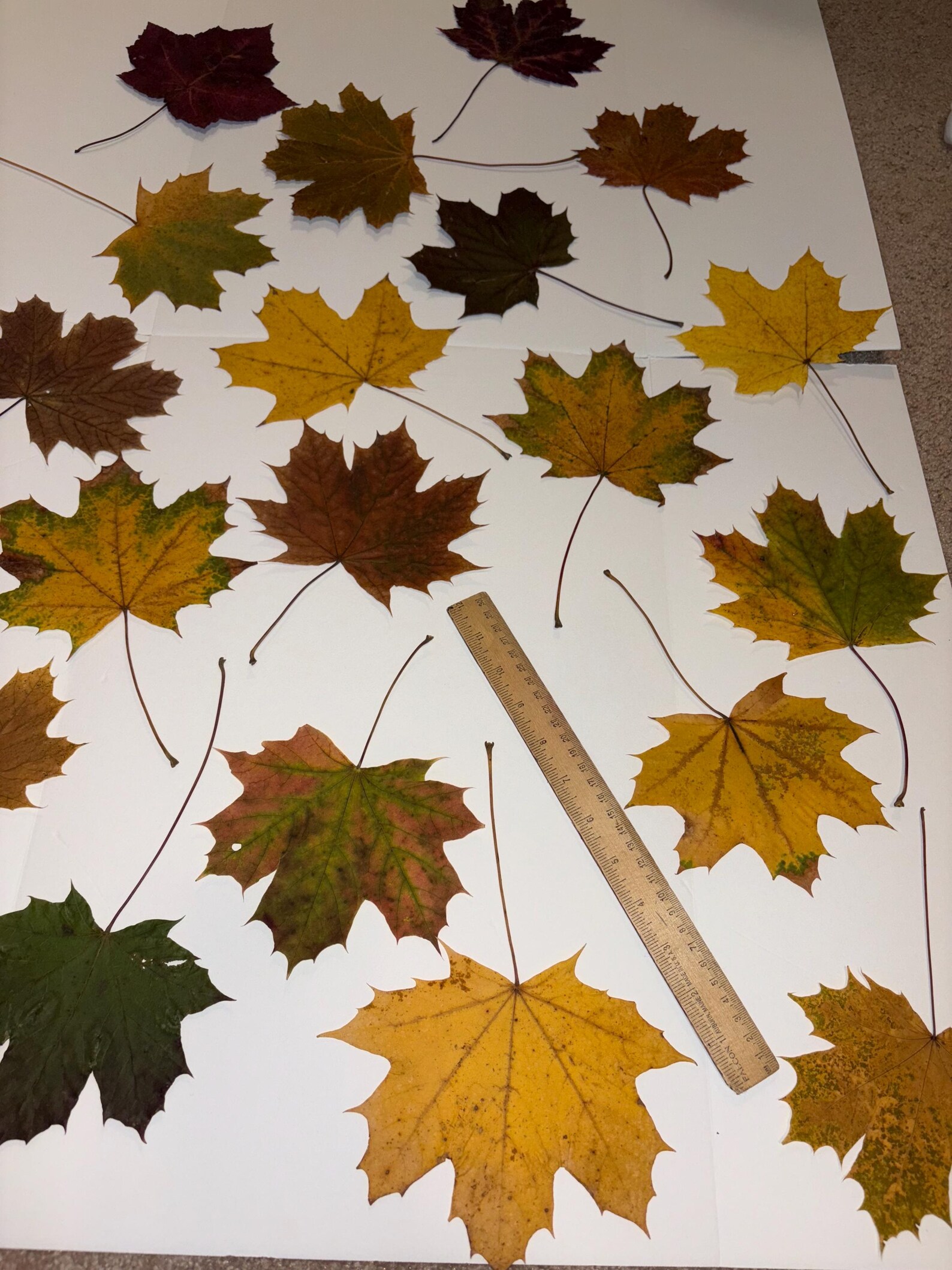 20 Medium Real Dried and Pressed Maple Leaf Halloween Wedding Birthday ...