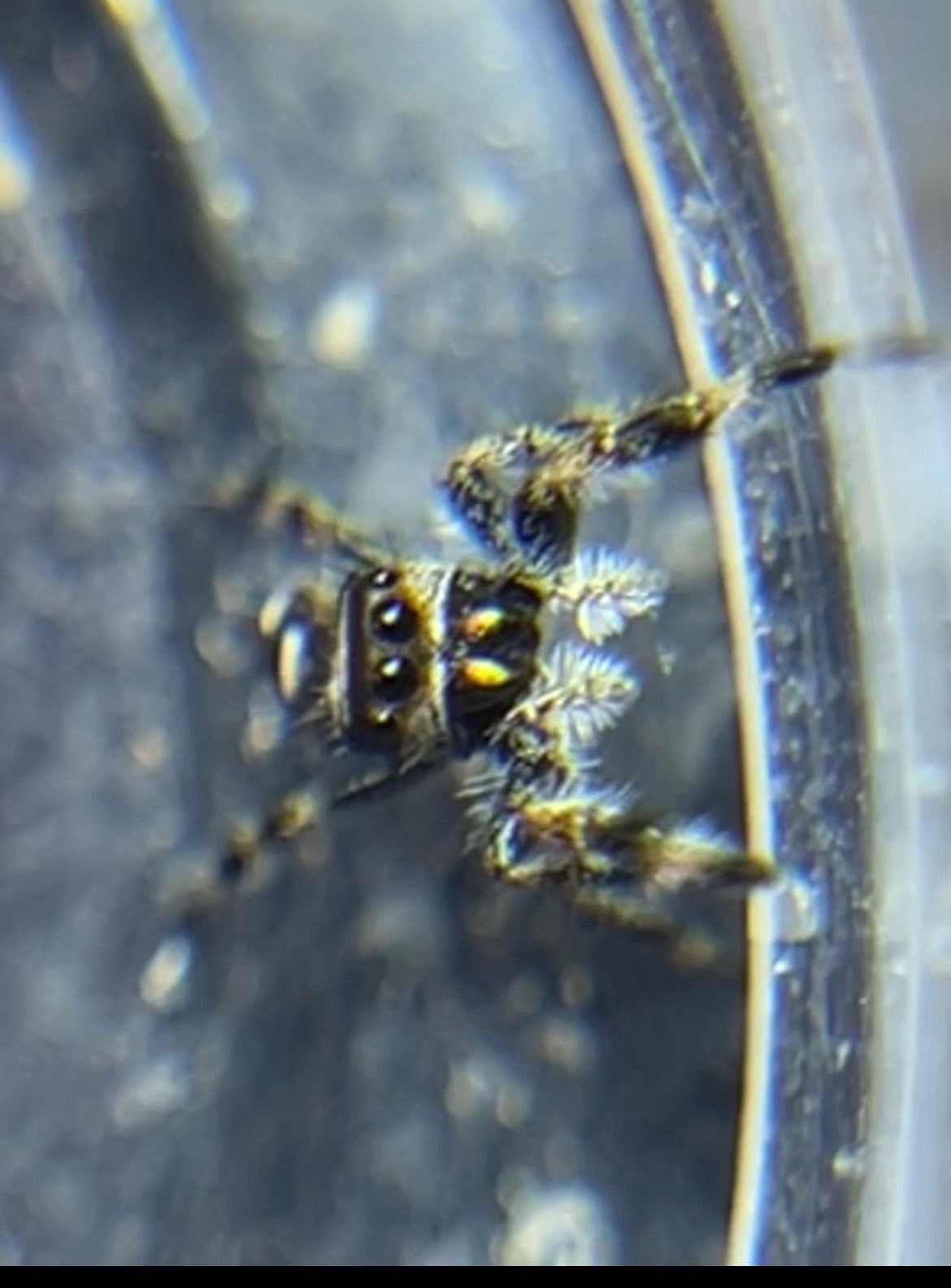 Fall Themed Jumping Spider Enclosure - Etsy