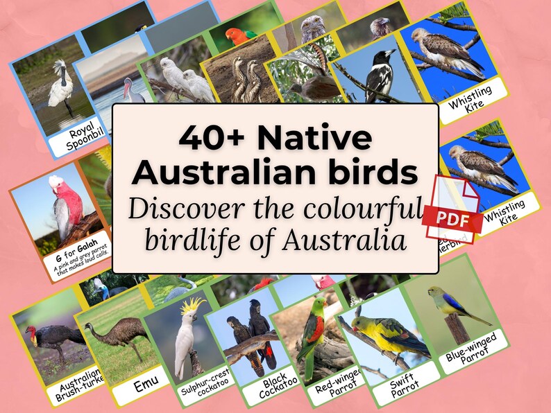 Australian Birds - Printable PDF Flashcard Set - Etsy