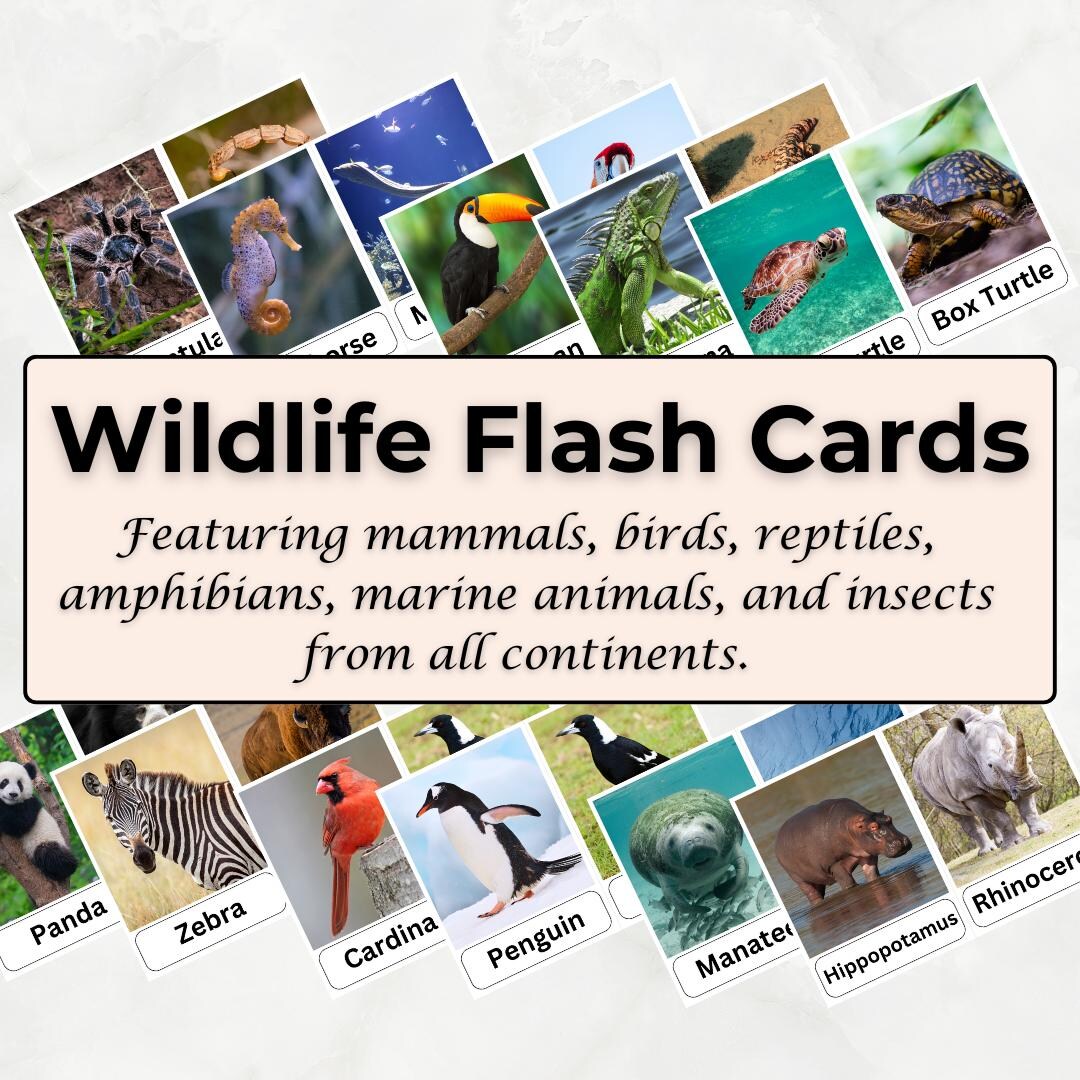 Wildlife Flashcards – Wild Animal Printable Flash Card Posters PDF for ...