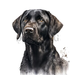 Black Labrador Clip Art Watercolour - 12 High Quality PNG - Black ...