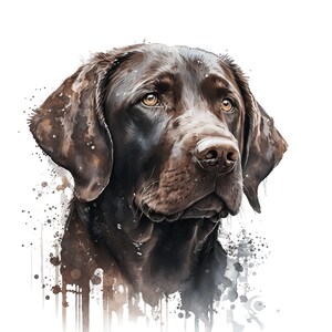 Brown Labrador Clip Art Watercolour - 12 High Quality PNG - Brown ...