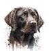 Brown Labrador Clip Art Watercolour 12 High Quality PNG - Etsy