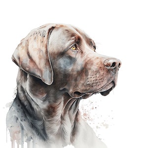 Brown Labrador Clip Art Watercolour - 12 High Quality PNG - Brown ...