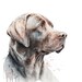 Brown Labrador Clip Art Watercolour 12 High Quality PNG - Etsy