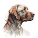 Brown Labrador Clip Art Watercolour 12 High Quality PNG - Etsy