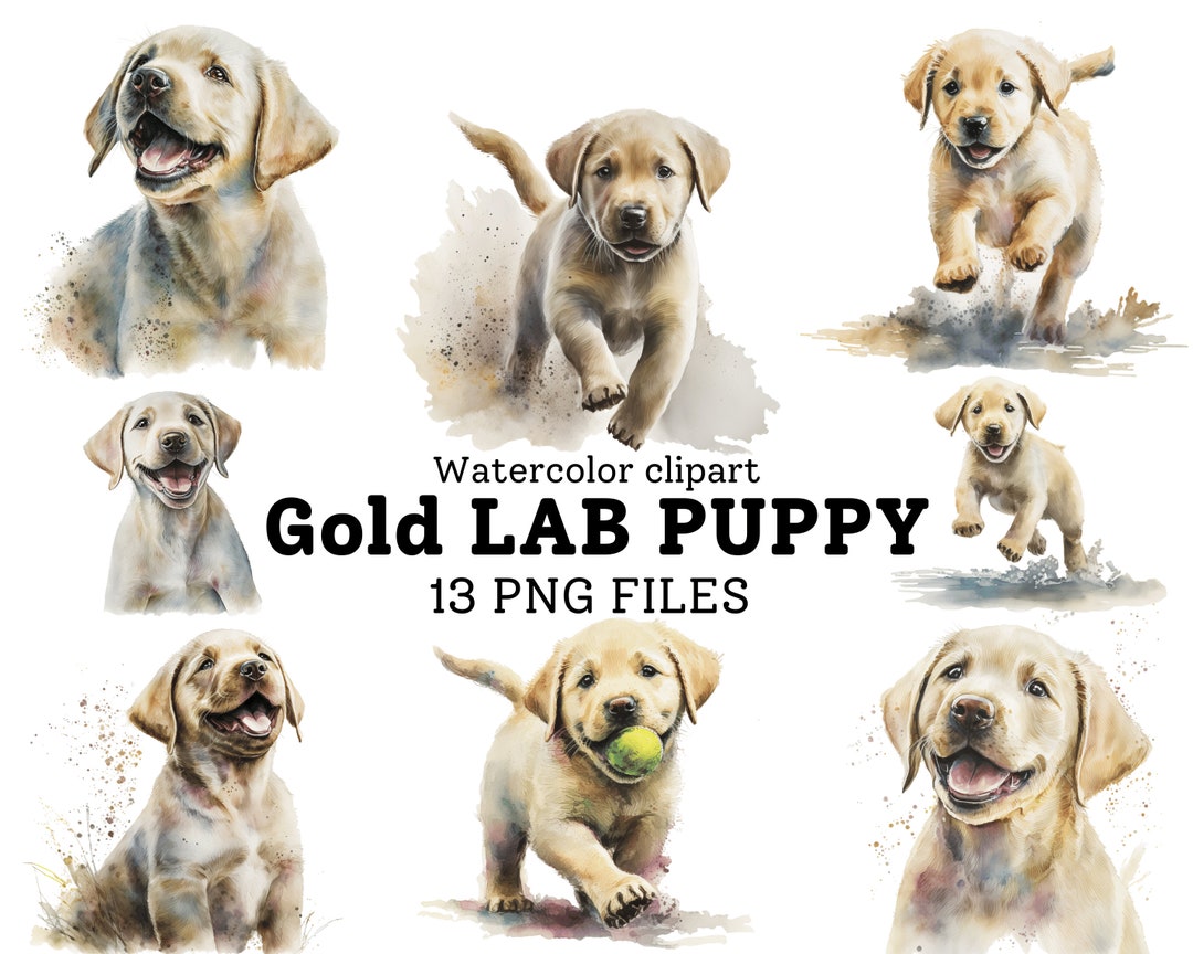 Golden Labrador Clip Art Watercolour - 13 High Quality PNG - Golden ...