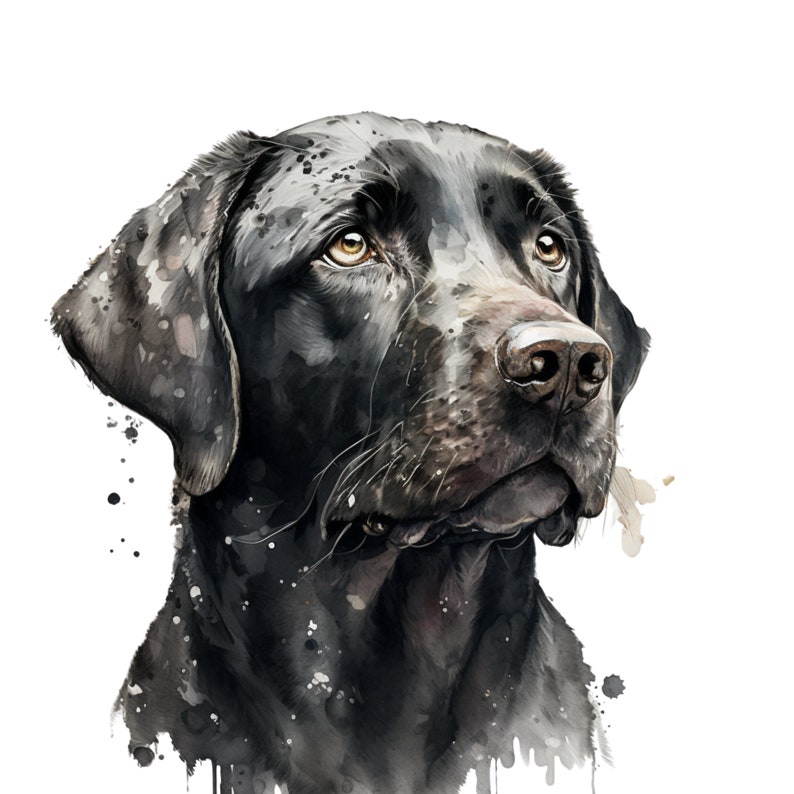 Black Labrador Clip Art Watercolour 12 High Quality PNG - Etsy