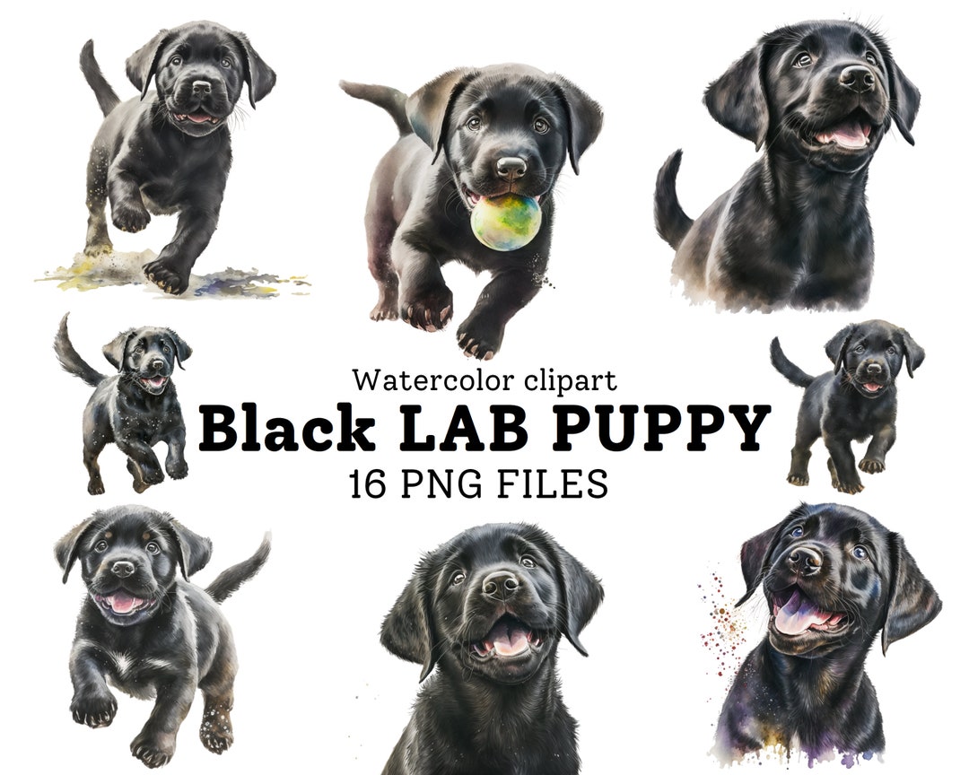 Black Labrador Clip Art Watercolour - 16 High Quality PNG - Black ...