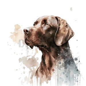 Brown Labrador Clip Art Watercolour - 12 High Quality PNG - Brown ...