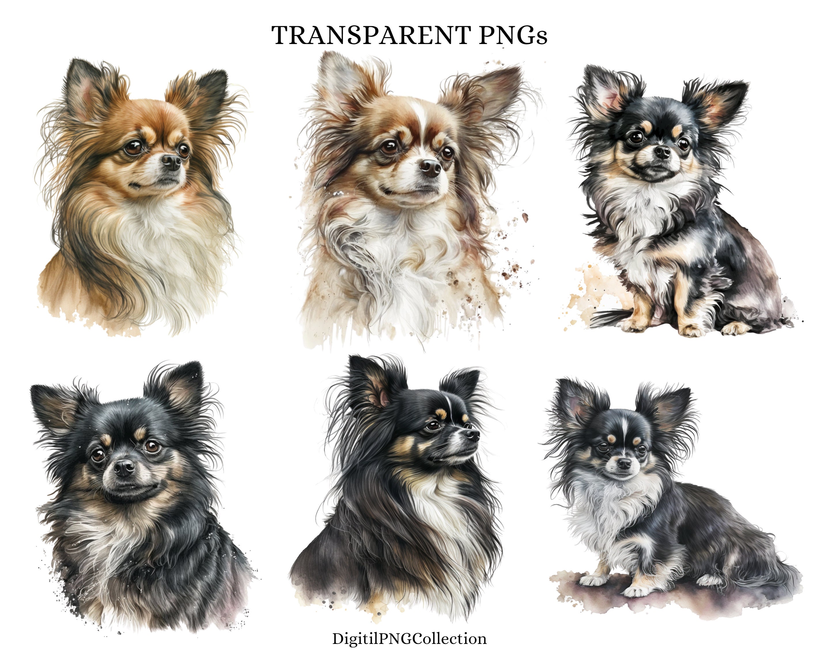 Chihuahua Clipart 18 Transparent Pngs Sublimation Bundle - Etsy