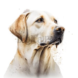 Golden Labrador Clip Art Watercolour - 18 High Quality PNG - Golden ...