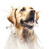 Brown Labrador Clip Art Watercolour 12 High Quality PNG Brown Labrador ...
