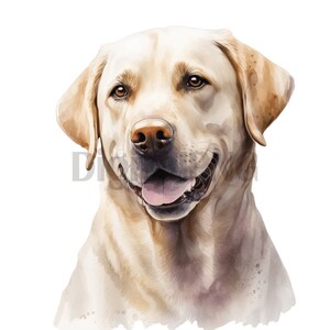 Golden Labrador Clip Art Watercolour - 18 High Quality PNG - Golden ...