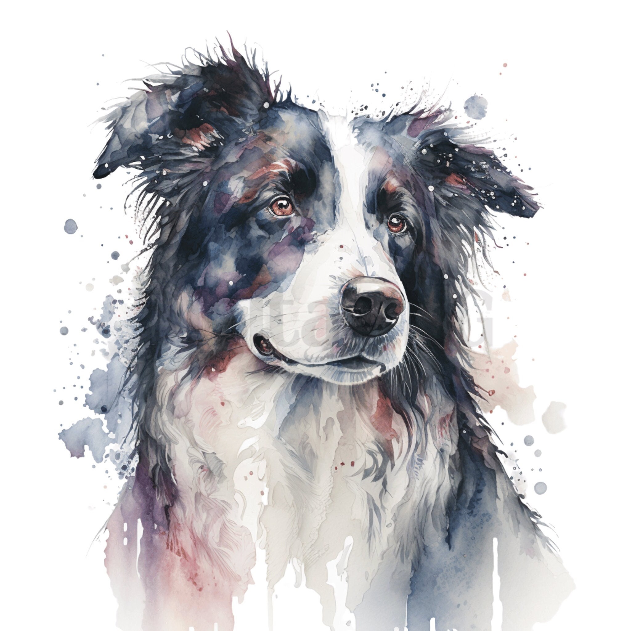 Border Collie Clipart 12 Jpgs Border Collie Illustration - Etsy