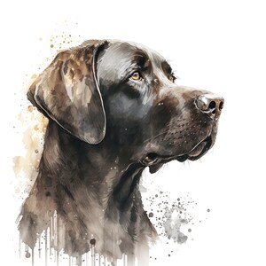 Brown Labrador Clip Art Watercolour - 12 High Quality PNG - Brown ...
