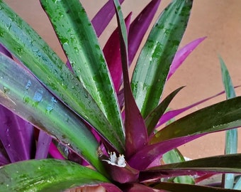 Dwarf Moses in the Cradle/ Boat Lily/ Oyster Plant - Etsy