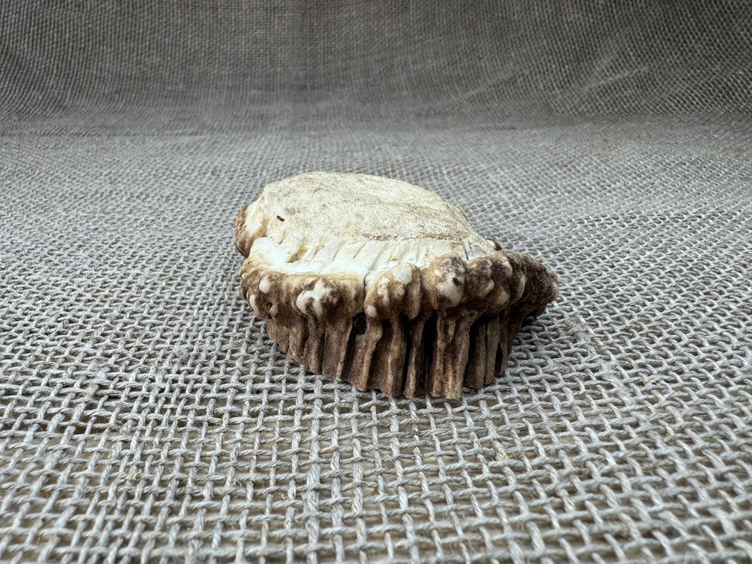 Large Red Deer Antler Burr, Naturally Shed Rosette for Crafting - Etsy