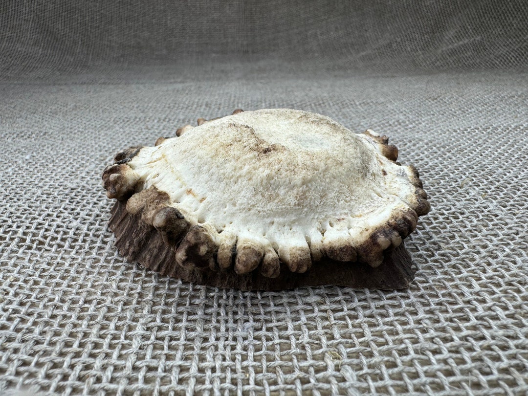 Naturally Shed Very Big Size Red Deer Antler Burr, Antler Rosette ...