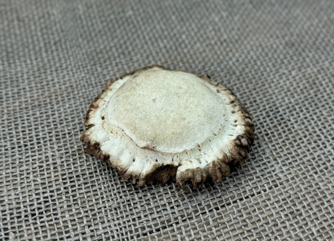 Naturally Shed Big Size Red Deer Antler Burrs, Antler Rosettes, Antler ...