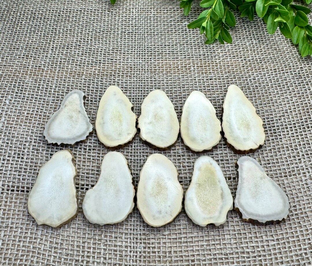Polished Moose Antler Slices, Jewelry Making Supplies, Real Antler ...