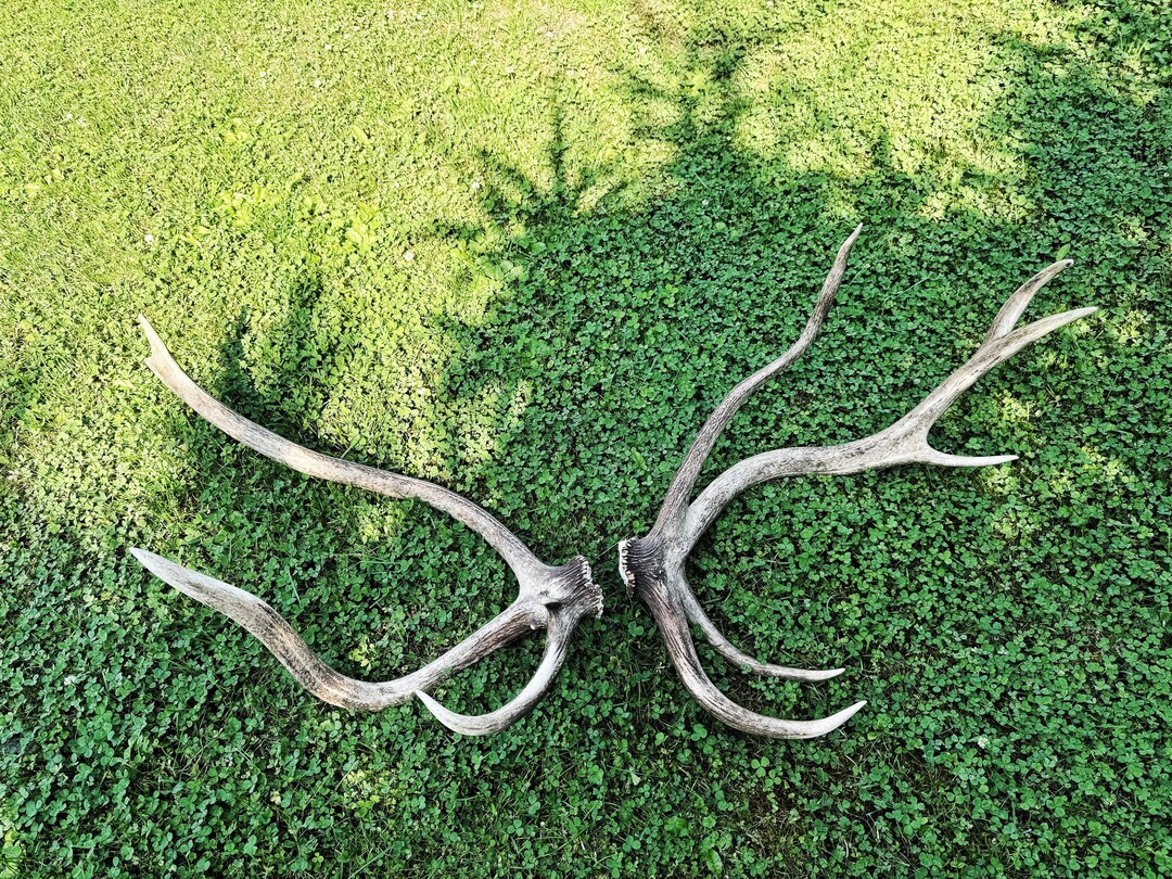 Pair of Shed Fallow Deer Antlers With Distinctive Shape Branches for ...