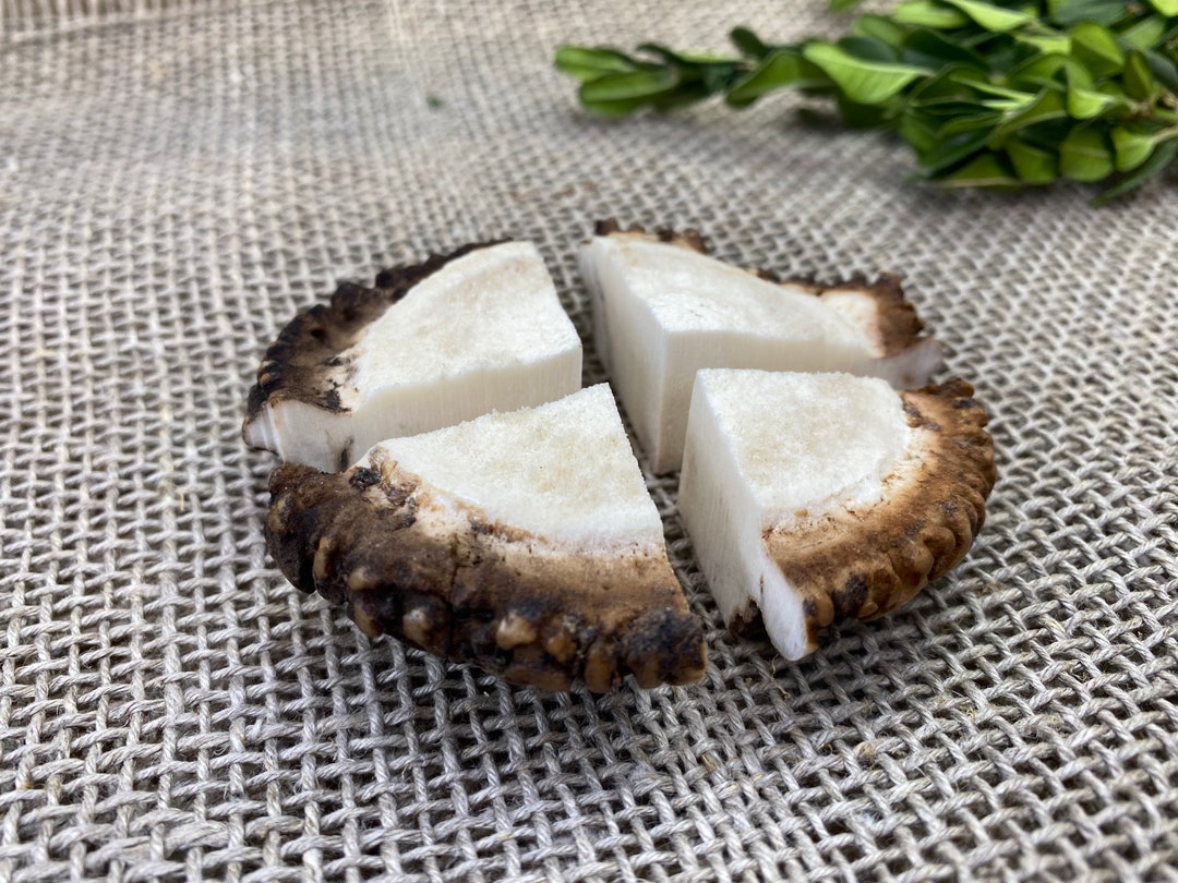 Large Red Deer Antler Burr Cut Into 4 Parts – Naturally Shed Rosette ...