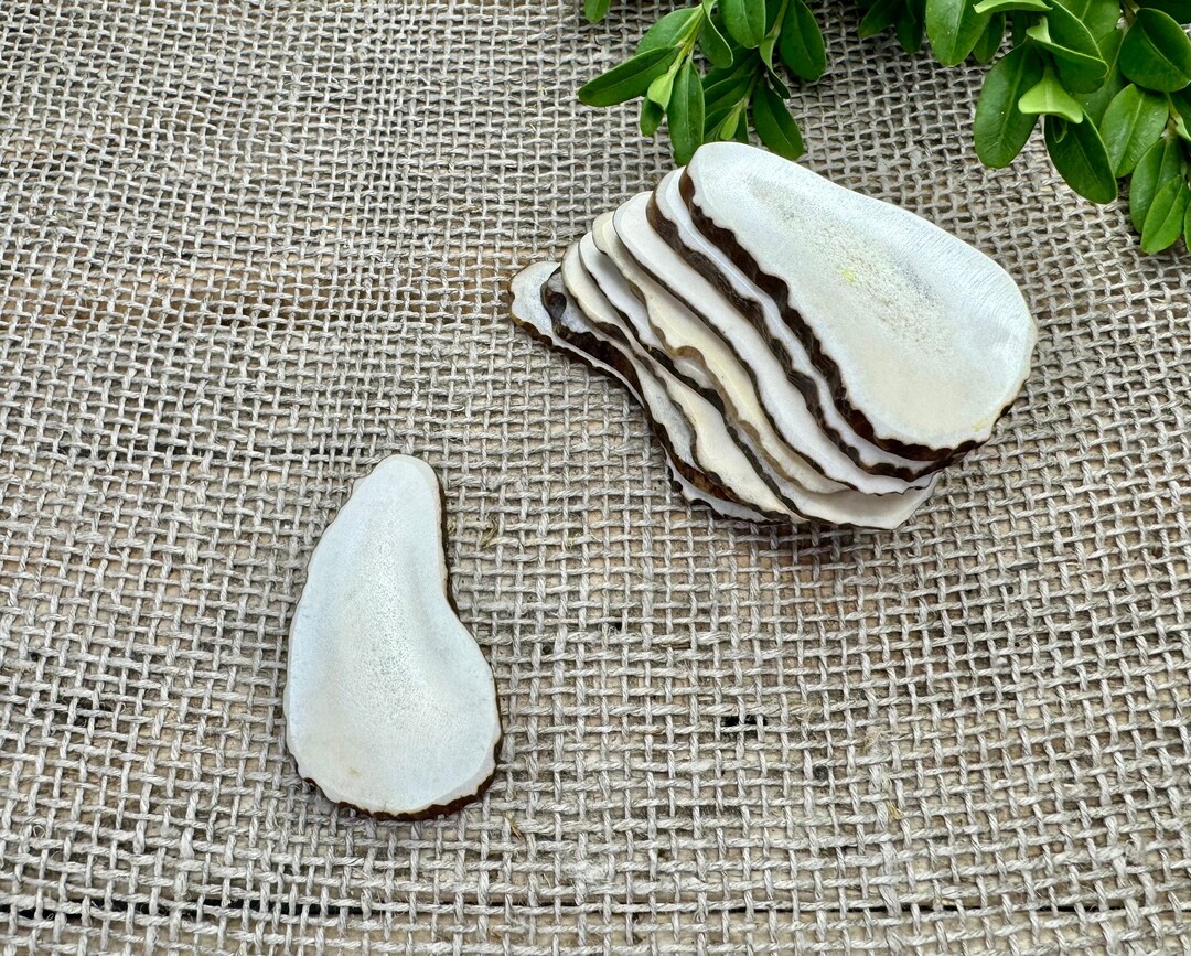 Polished Moose Antler Slice, Jewelry Crafting, 5 Cm Piece - Etsy