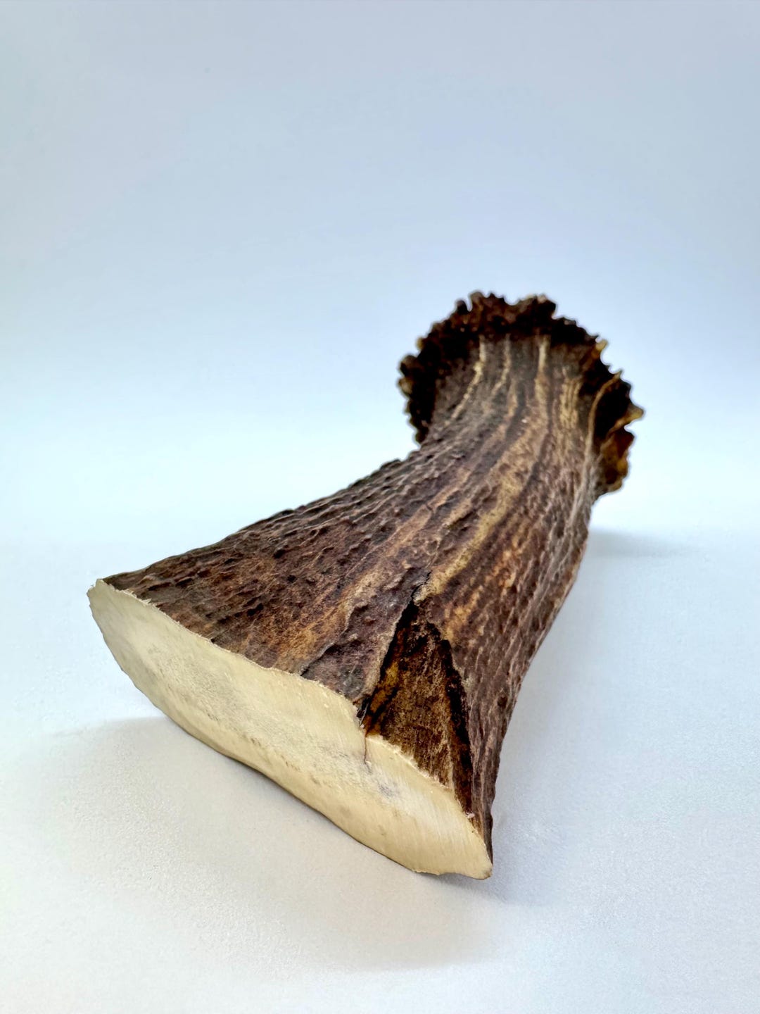 Real Moose Antler Handle for Knife, Axe, Sword, Jewelry, Flintknapping ...