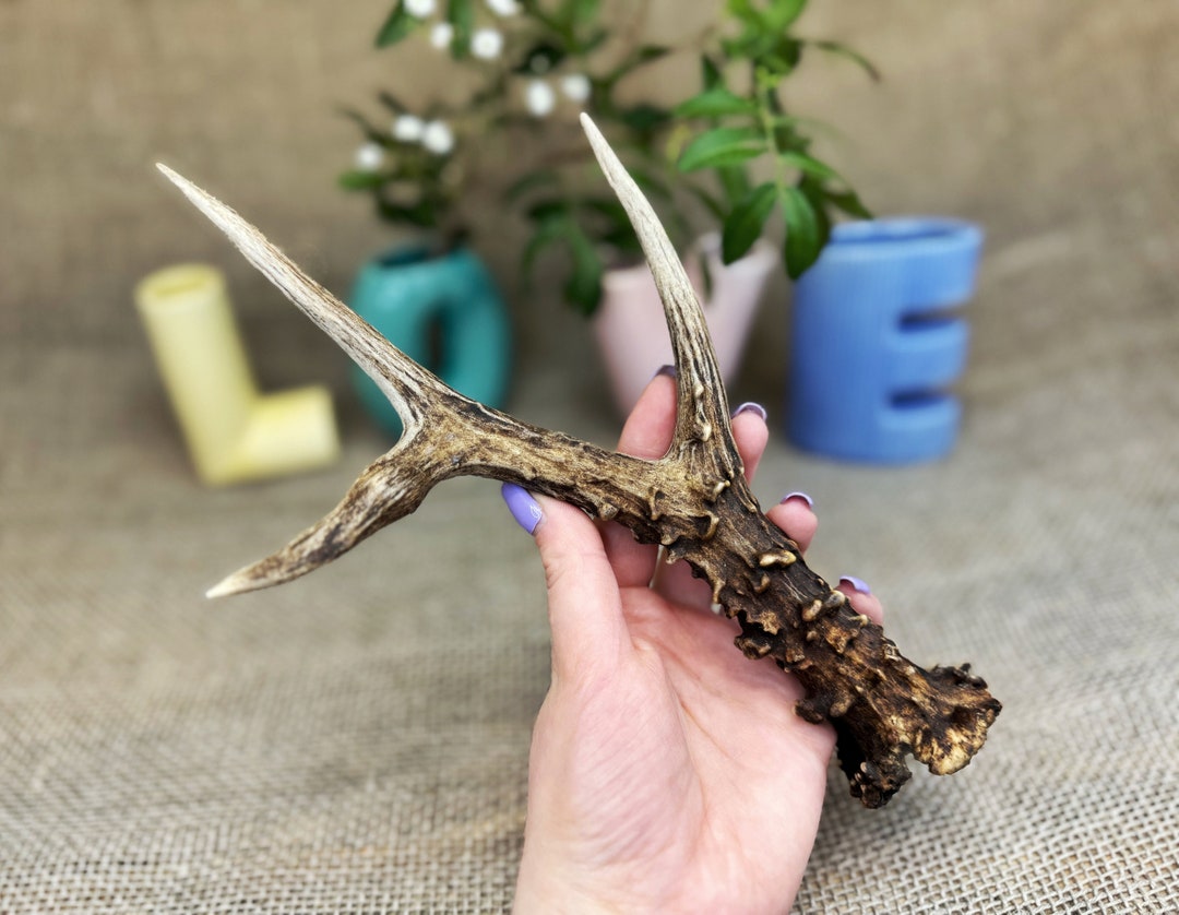 Wild Roe Deer Pearled Antler, Ethically Sourced Antler for Crafting ...