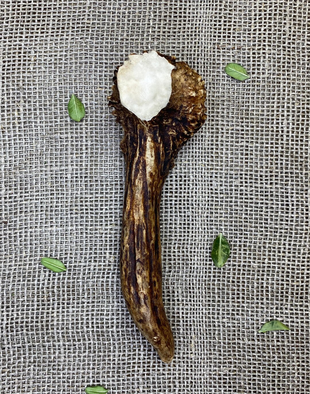 Moose Antler Tine With Crown – Real Moose Antler Rosette for Crafting ...