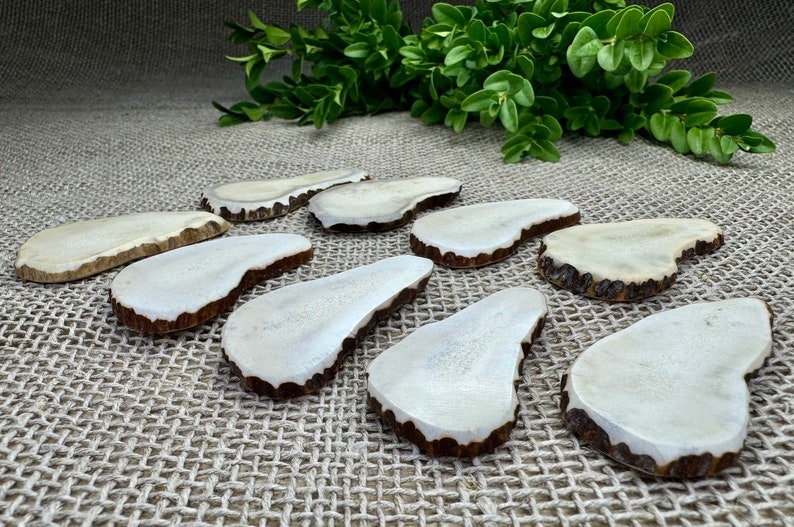 Polished Moose Antler Slice, Jewelry Crafting, 5 Cm Piece - Etsy