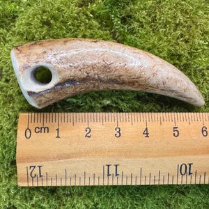 5 Red Deer Antler Tips With Hole | Naturally Shed | Real Antler | Pre ...