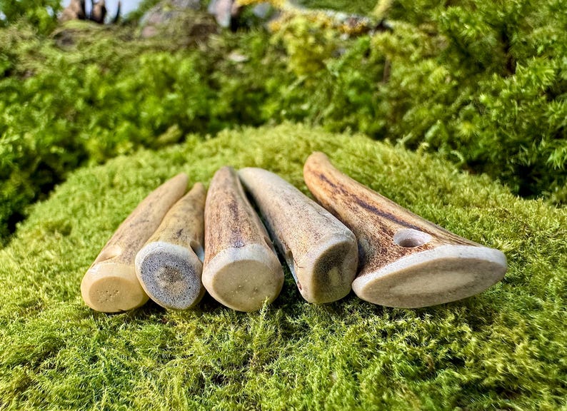 Roe Deer Antler Tips, Natural Pendants for Jewelry, Set of 5 - Etsy