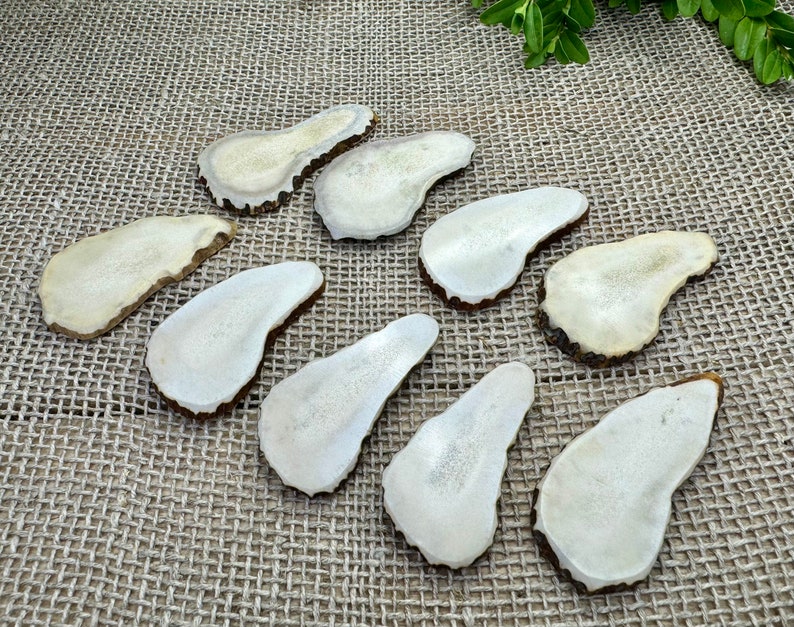 Polished Moose Antler Slice, Jewelry Crafting, 5 Cm Piece - Etsy