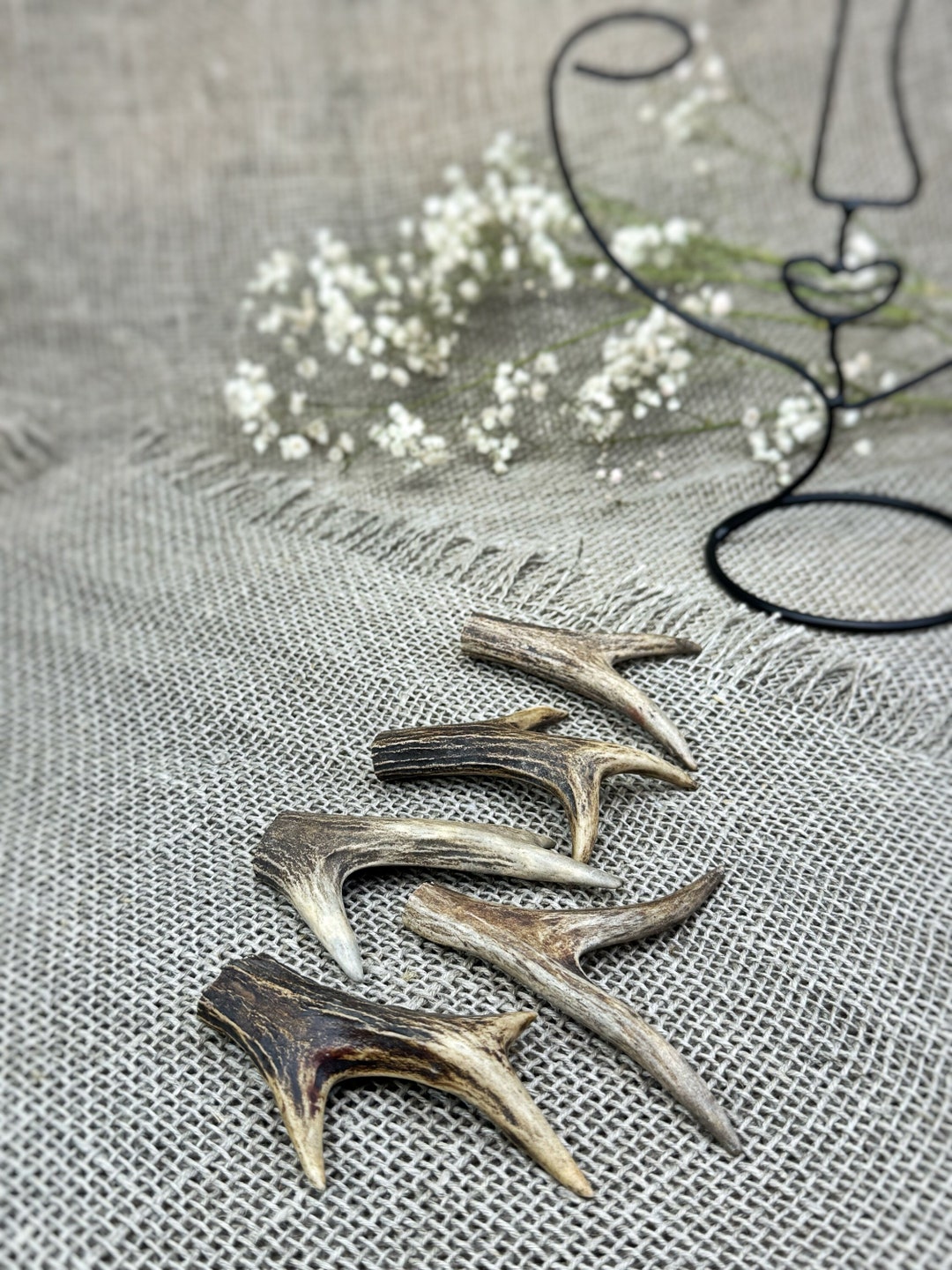 5 Roe Deer Antler Tips Set for Creators, Natural Antler Tips for ...