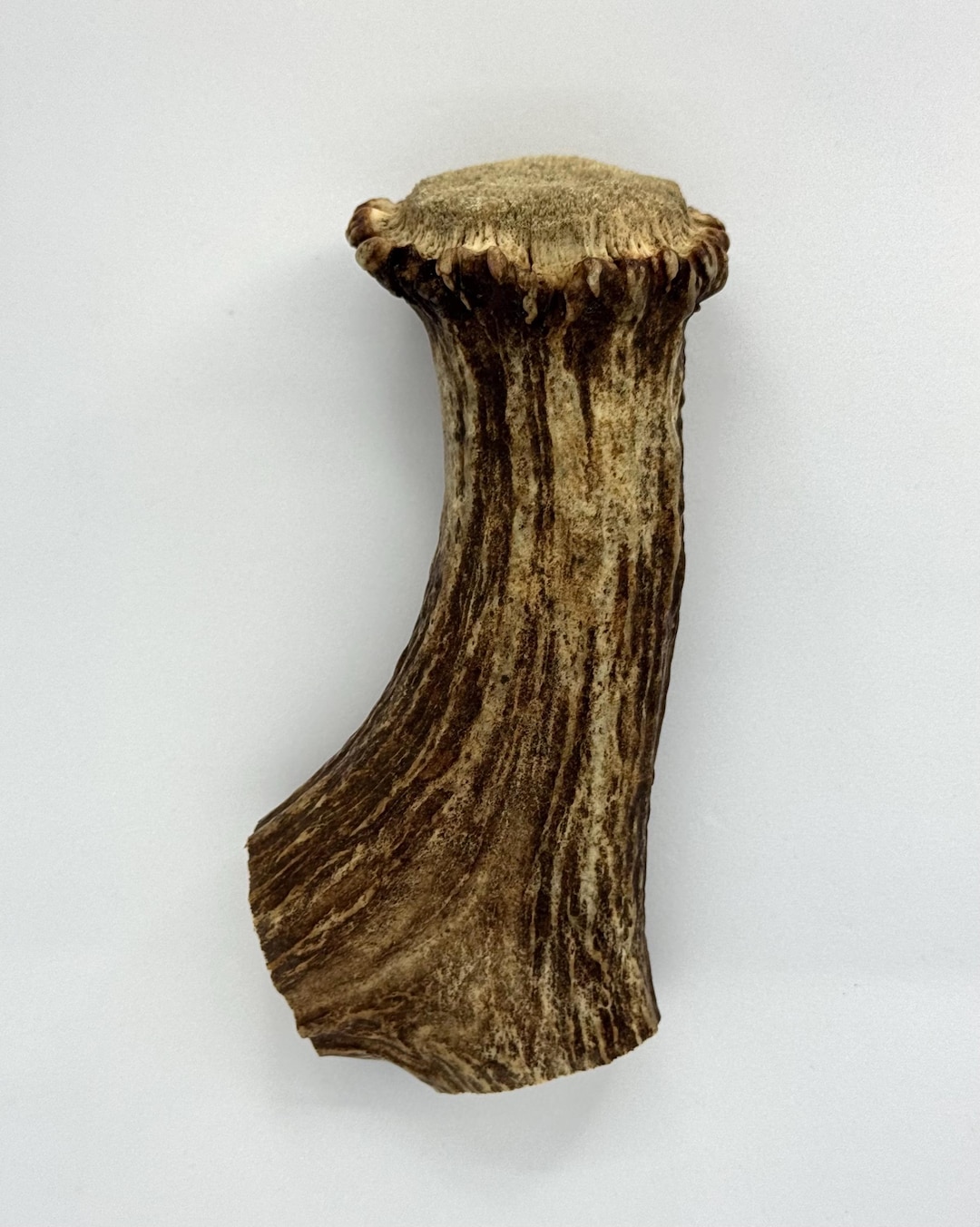 Real Moose Antler Cut, Handle for Knife, Axe, Sword / Jewelry ...