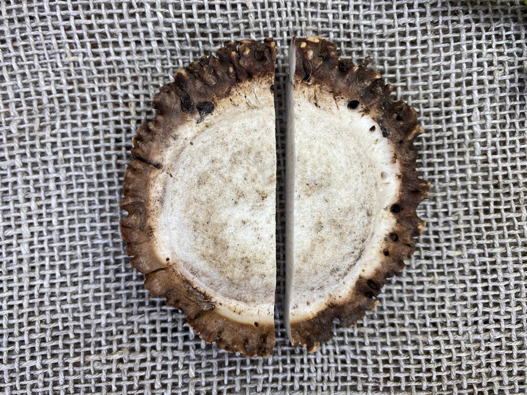 Red Deer Antler Burr - Cut Rosette for Crafting, Engraving (7.5-8.6 Cm ...