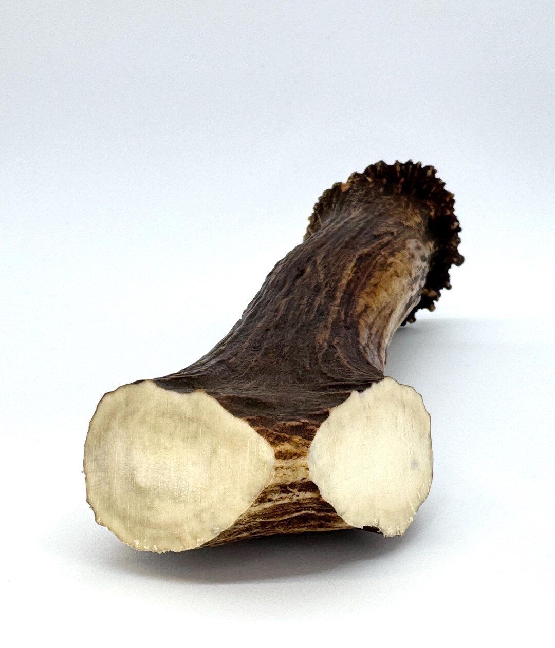 Big Moose Antler Cut, Handle for Knife, Axe, Sword / Jewelry ...