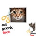 Printable Cat Prank Paper // Prank // Sticker // Cat Prank Face - Etsy