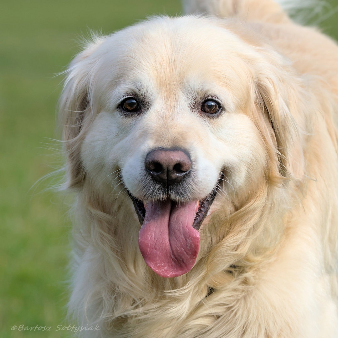 Happy Golden (animal Photography, Digital Download) - Etsy